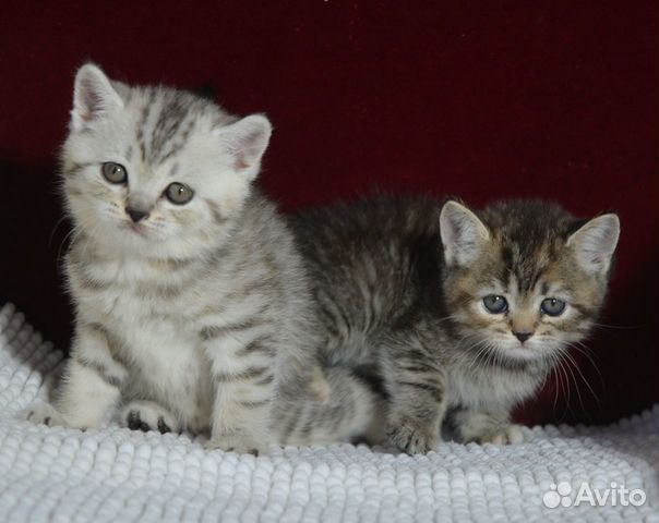 Британские котята. Серебро и черепашка