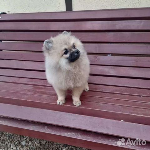 Померанский шпиц медвежьего типа