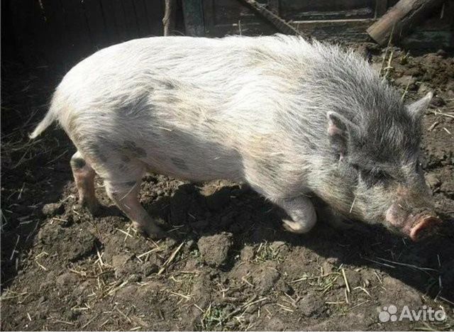 Вьетнамский вислобрюхий хряк