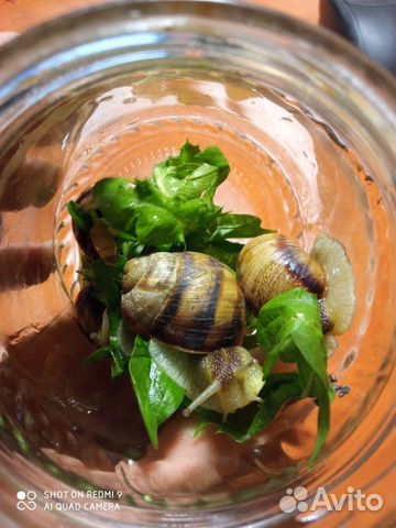 Улитки виноградные