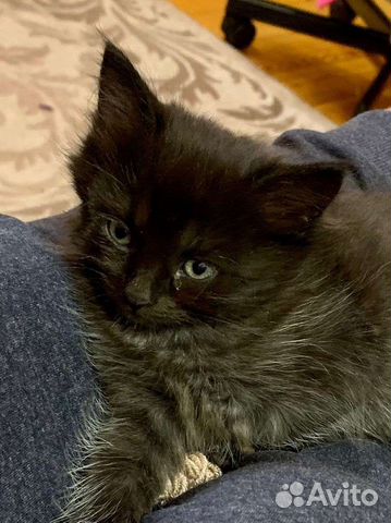 Котёнок девочка в добрые руки