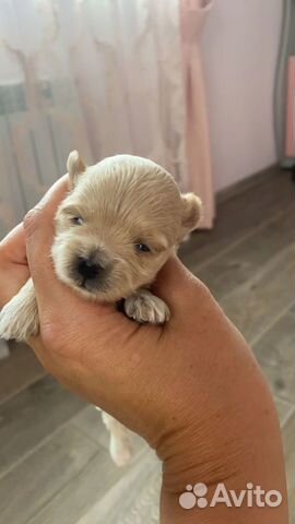 Мальтипу f1 mini micro reserve september beige