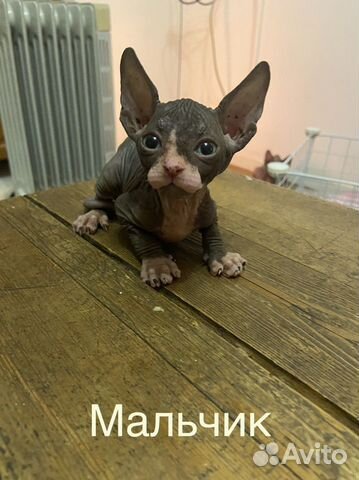 Канадский сфинкс котята