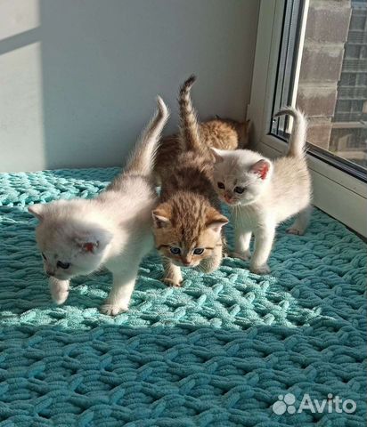 Британские котята шиншилла