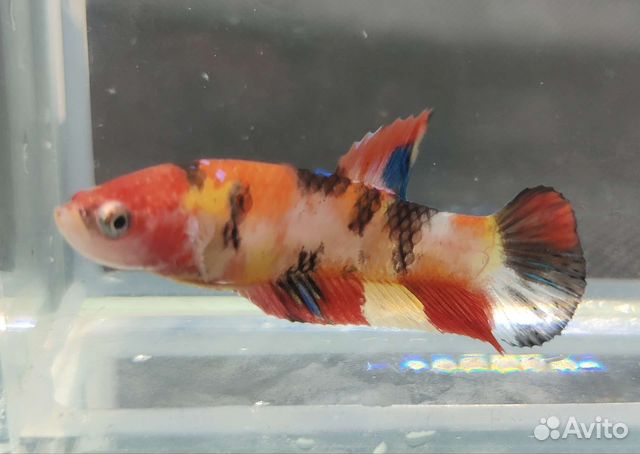 Самка петушка гиганта