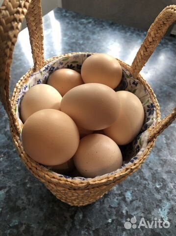 Инкубационное яйцо