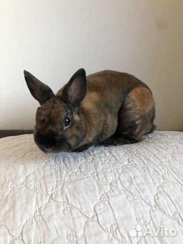 Декоративный кролик рекс