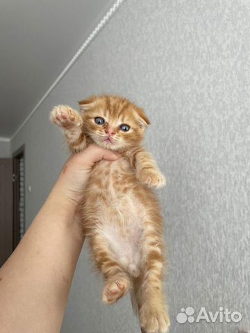 Британские котята бесплатно