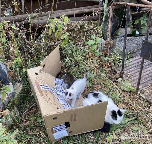 Котята и кошка в коробке под дождем