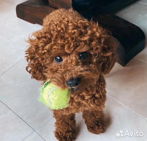 Кукла мальтипу