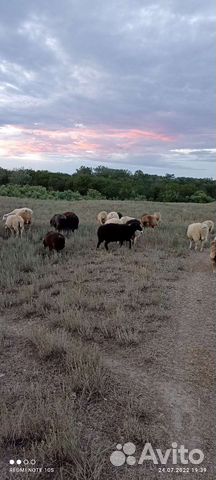 Овцы бараны ягнята