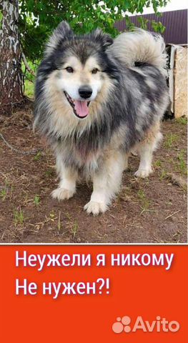 Аляскинский маламут