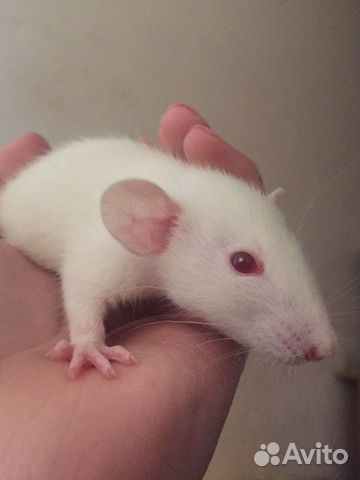 Крыса альбинос