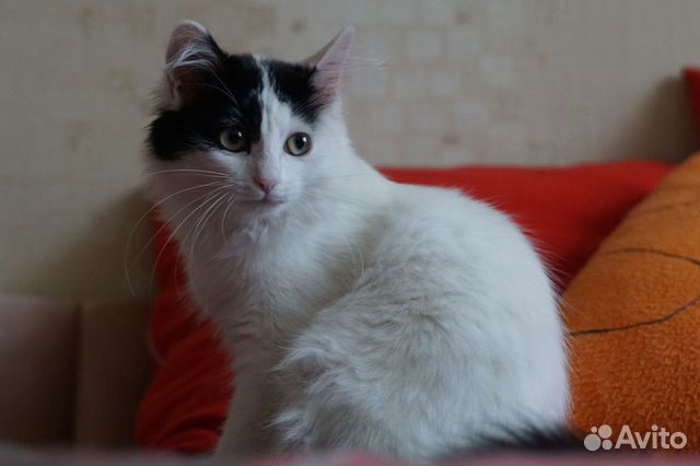 Акулина Прекрасная, 4 мес