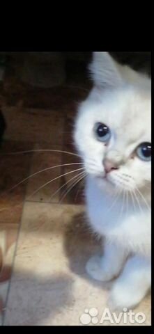 Британская шиншилла