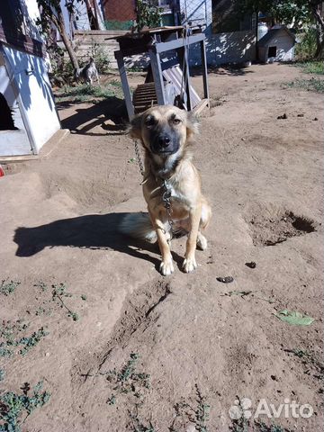 Восточноевропейская овчарка