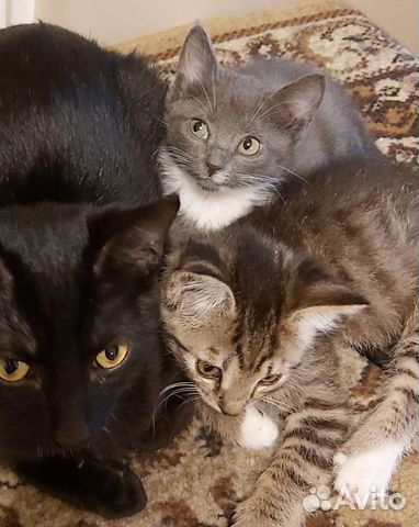 Кошка