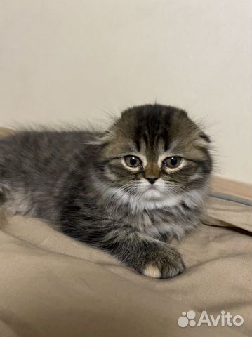 Шотланская вислоухая кошка
