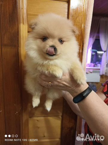 Померанский шпиц мальчик с документами