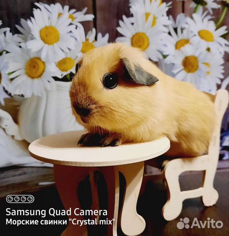 Морская свинка,малыш "кали"