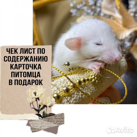 Дамбо крысы, крысята, крыса. Питомник