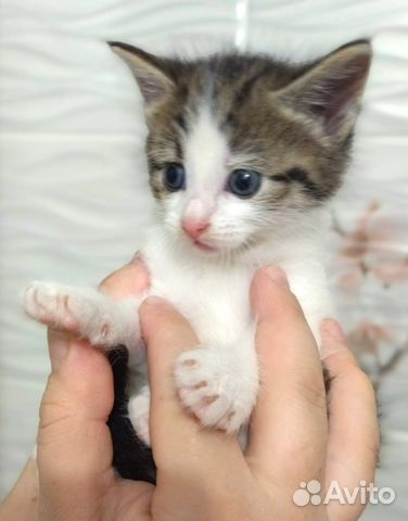Котята ищут дом
