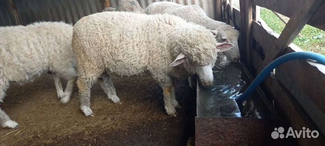 Ягнята северокавказской породы