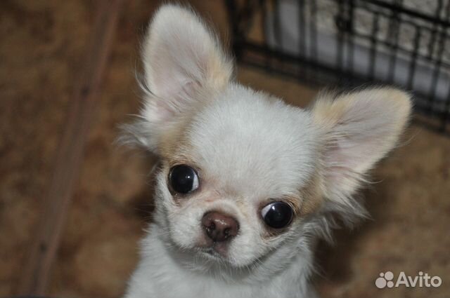 Необыкновенная кукла