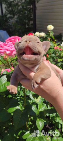 Французский бульдог щенки