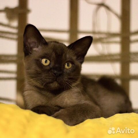 Девочка соболиного окраса