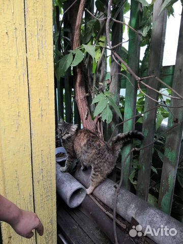 Котята кошка отдам