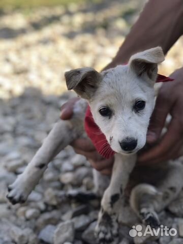 Собака щенок