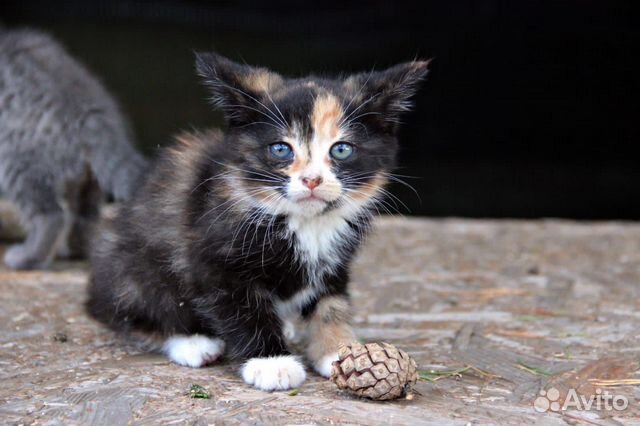Котенок