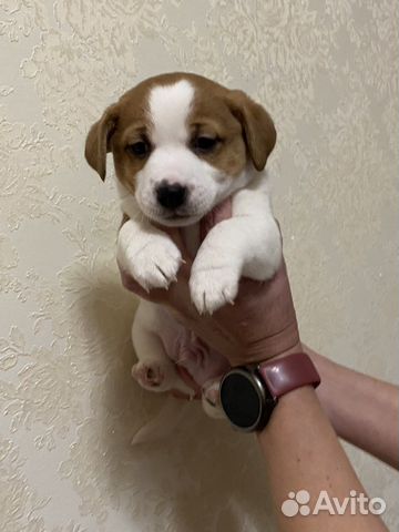 Щенки Джек Рассел терьера