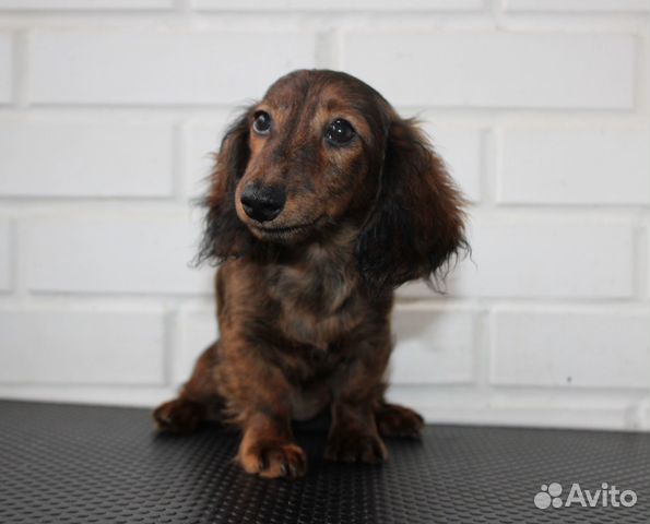 Тикса тигровая длинношерстная кроличья девочка