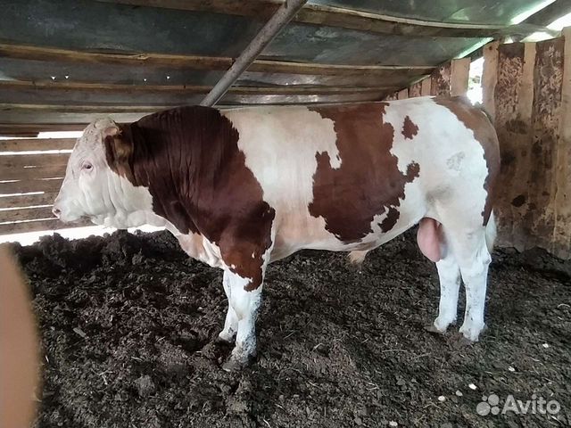 Быки и телка