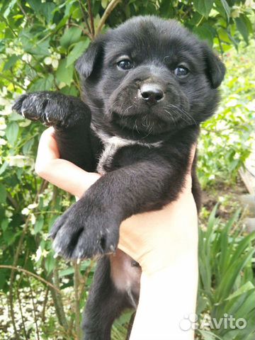 Собаки бесплатно в добрые руки щенки