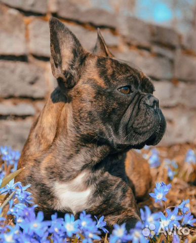 Вязка французский бульдог