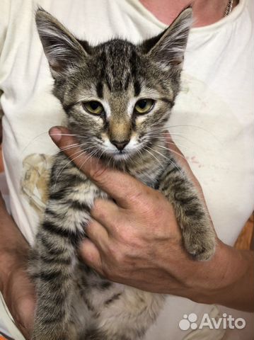 Котёнок обычная девочка
