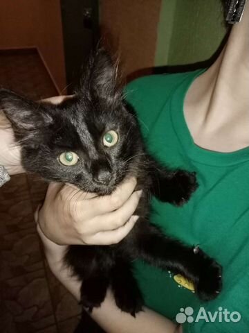 Черный котенок