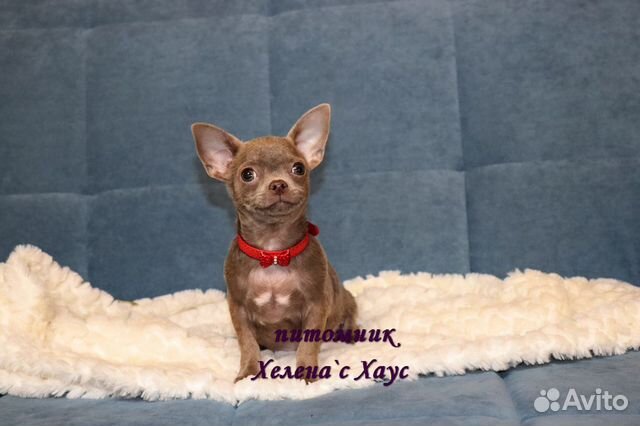 Лиловый красавчик