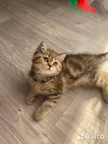 Котенок британской шиншиллы
