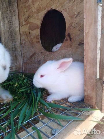 Кролики белый паннон