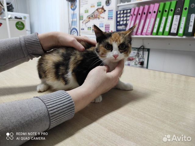 Молоденькая кошечка, 11-12 мес