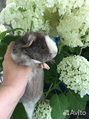 Морские свинки, Американский тедди