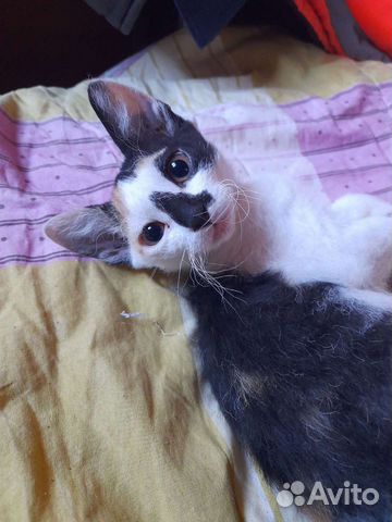 Котята метисы сфинкса