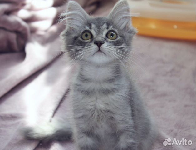 Ласковый котенок- мальчик (2,5 мес) в добрые руки