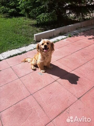 Ищет лучший дом мелкая собачка Роззи