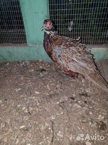 Фазан охотничий