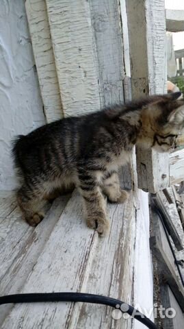 Котенок бобтейл